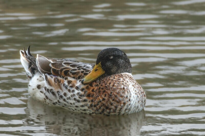 Statewide Waterfowl Season Open Through January 31 - Williamson Source